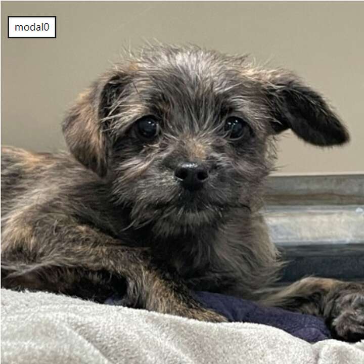 Stolen puppy returned Austin Humane Society