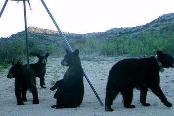 Two black bear cubs born in Texas—and one is named Pancakes Jr.