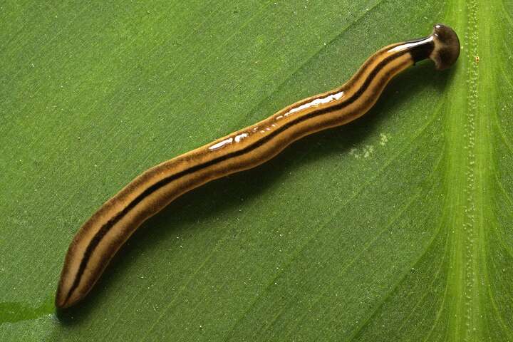 Toxic hammerhead worms are showing up in Texas after rain