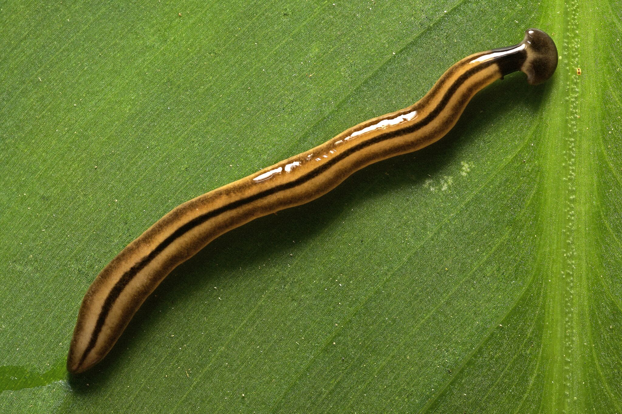 Toxic hammerhead worms are showing up in Texas after rain