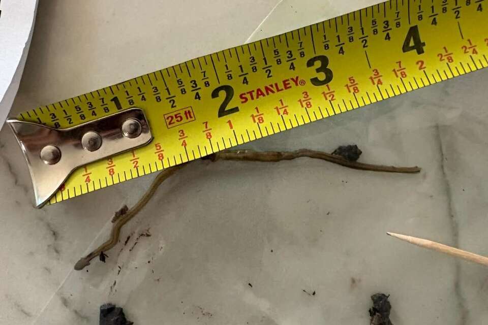 Toxic hammerhead worms are showing up in Texas after rain