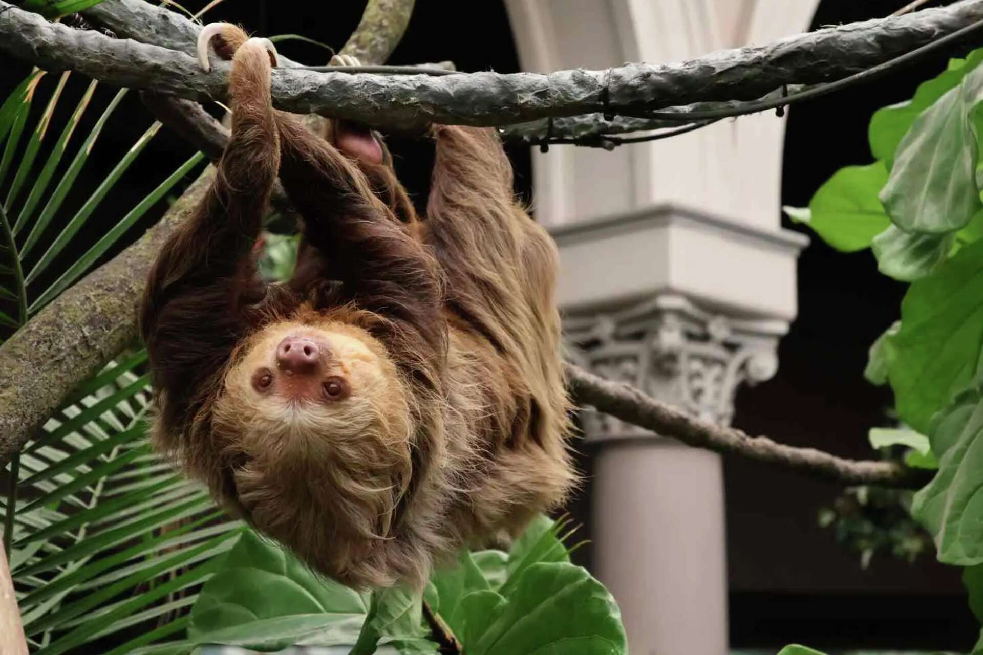 New Saint Louis Zoo sloth habitat opened Wednesday