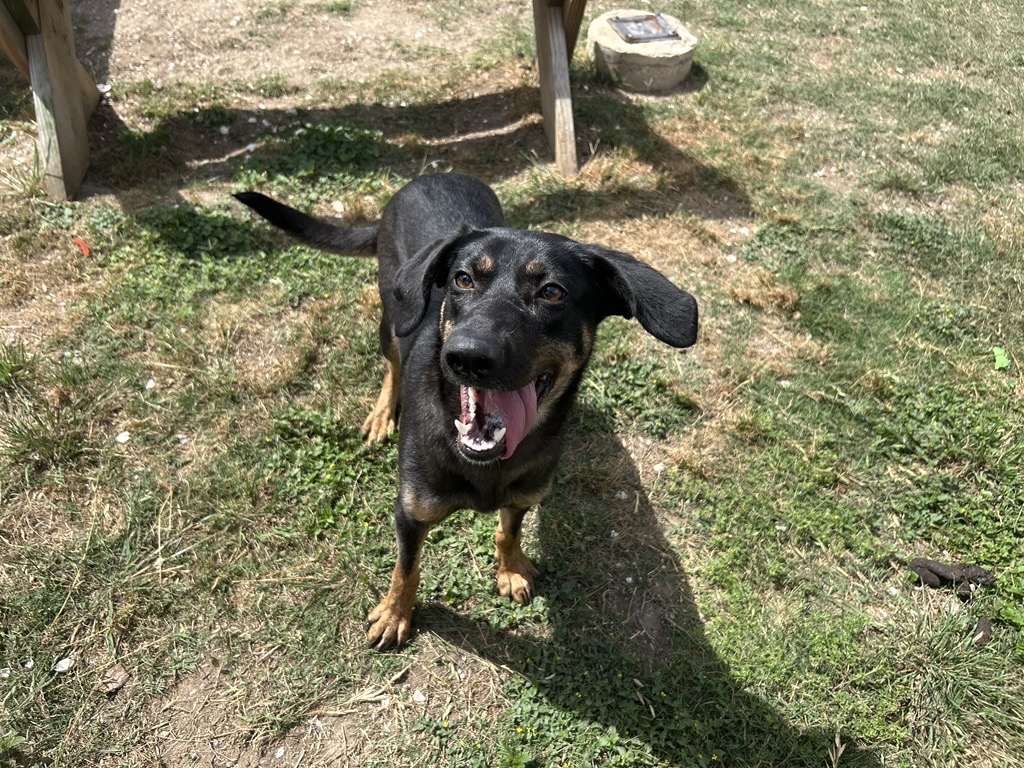 Pet of the Week: Beaumont Animal Care dog Firefly seeks loving home