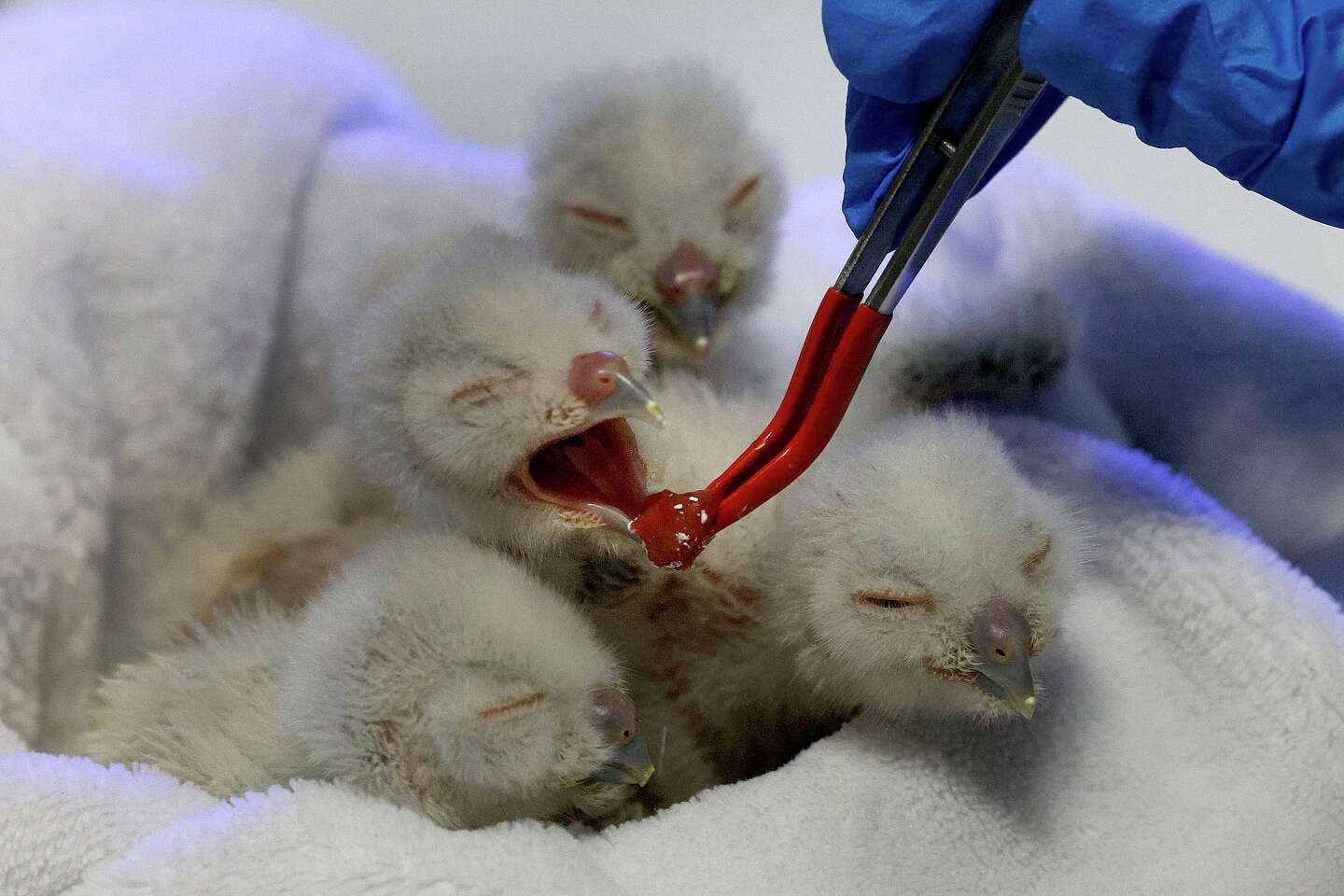 North Texas wildlife rescues report surge of injured animals