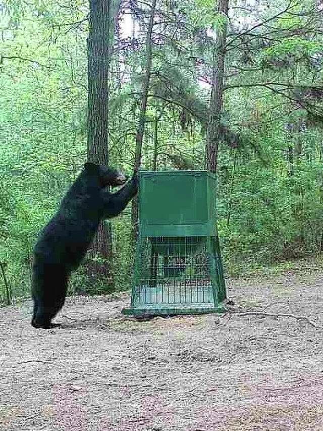 Texas black bear comeback may be reaching a new milestone
