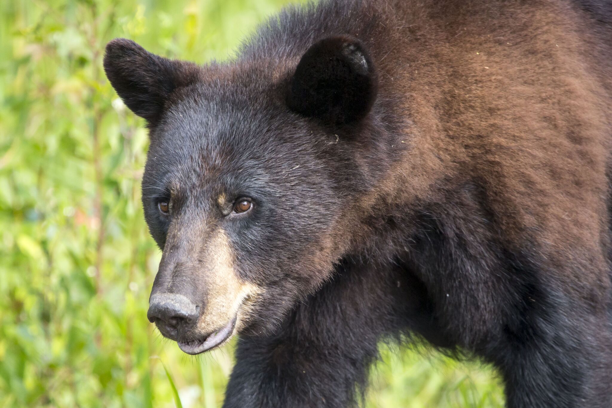 Texas black bear comeback may be reaching a new milestone