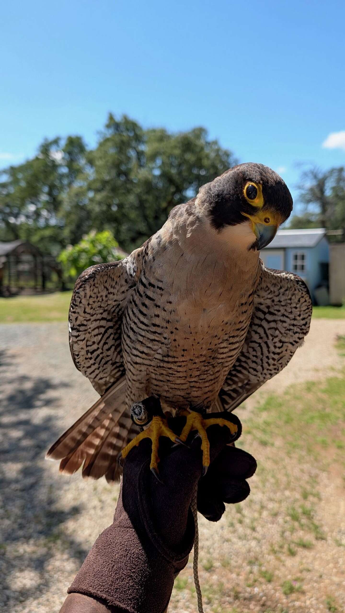Birds missing, at risk after break-in at Northern California facility