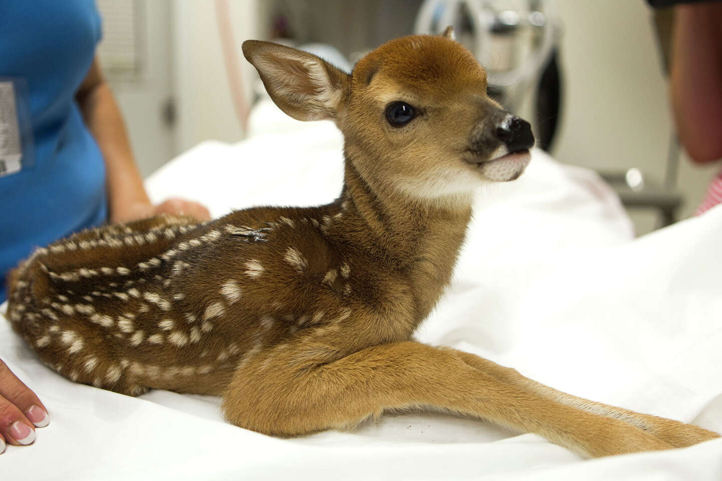 New Texas wildlife rescue rules from TPWD spark backlash