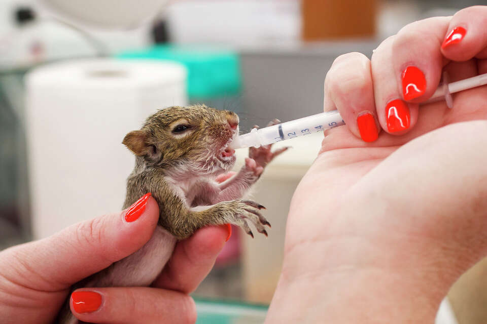 New Texas wildlife rescue rules from TPWD spark backlash