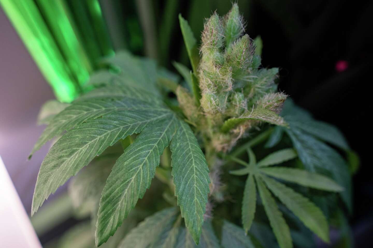 Texas smokable THC products back under statewide ban — here's why