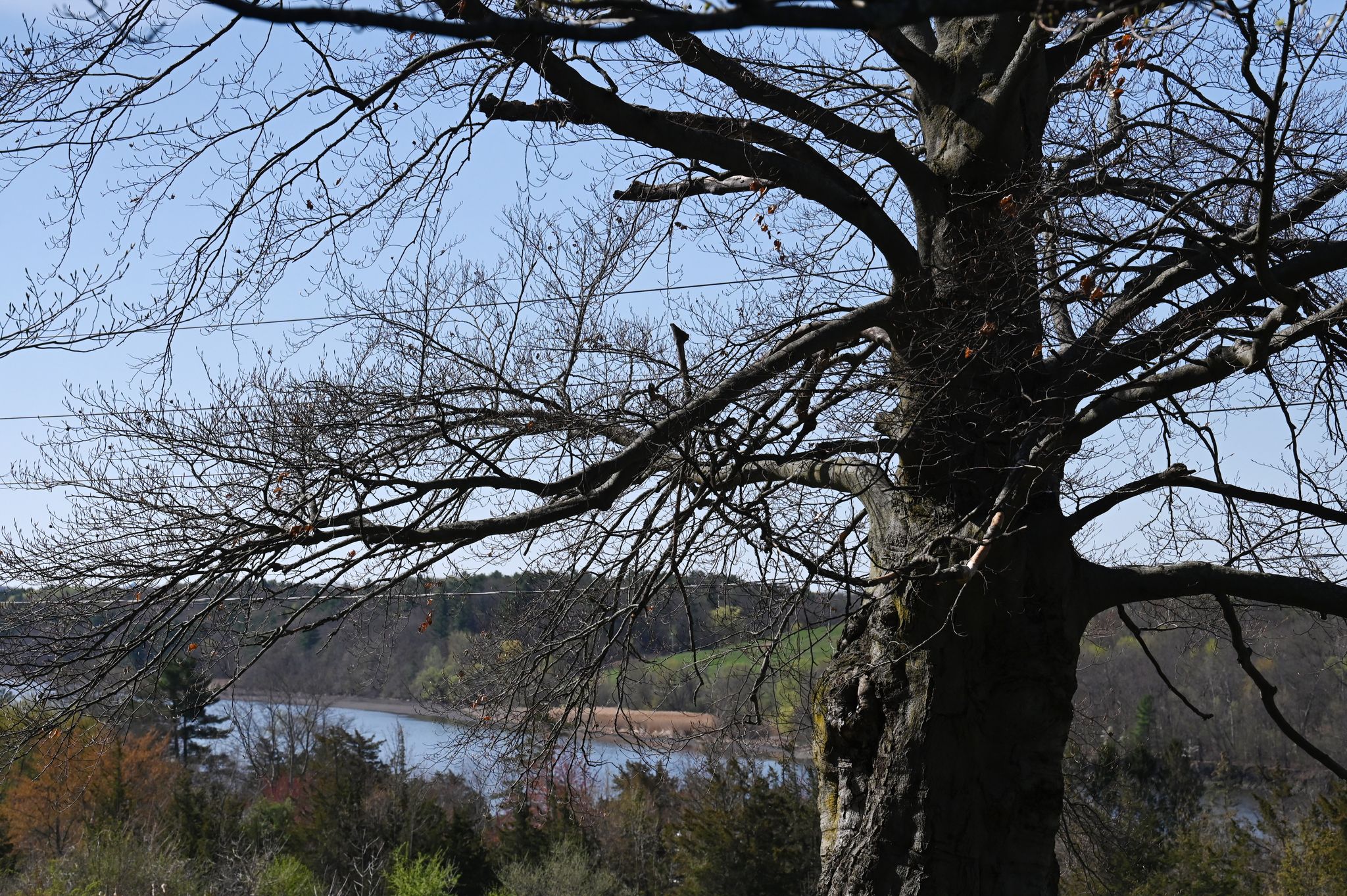 Clifton Park beech tree, overlooking Mohawk River, is honored