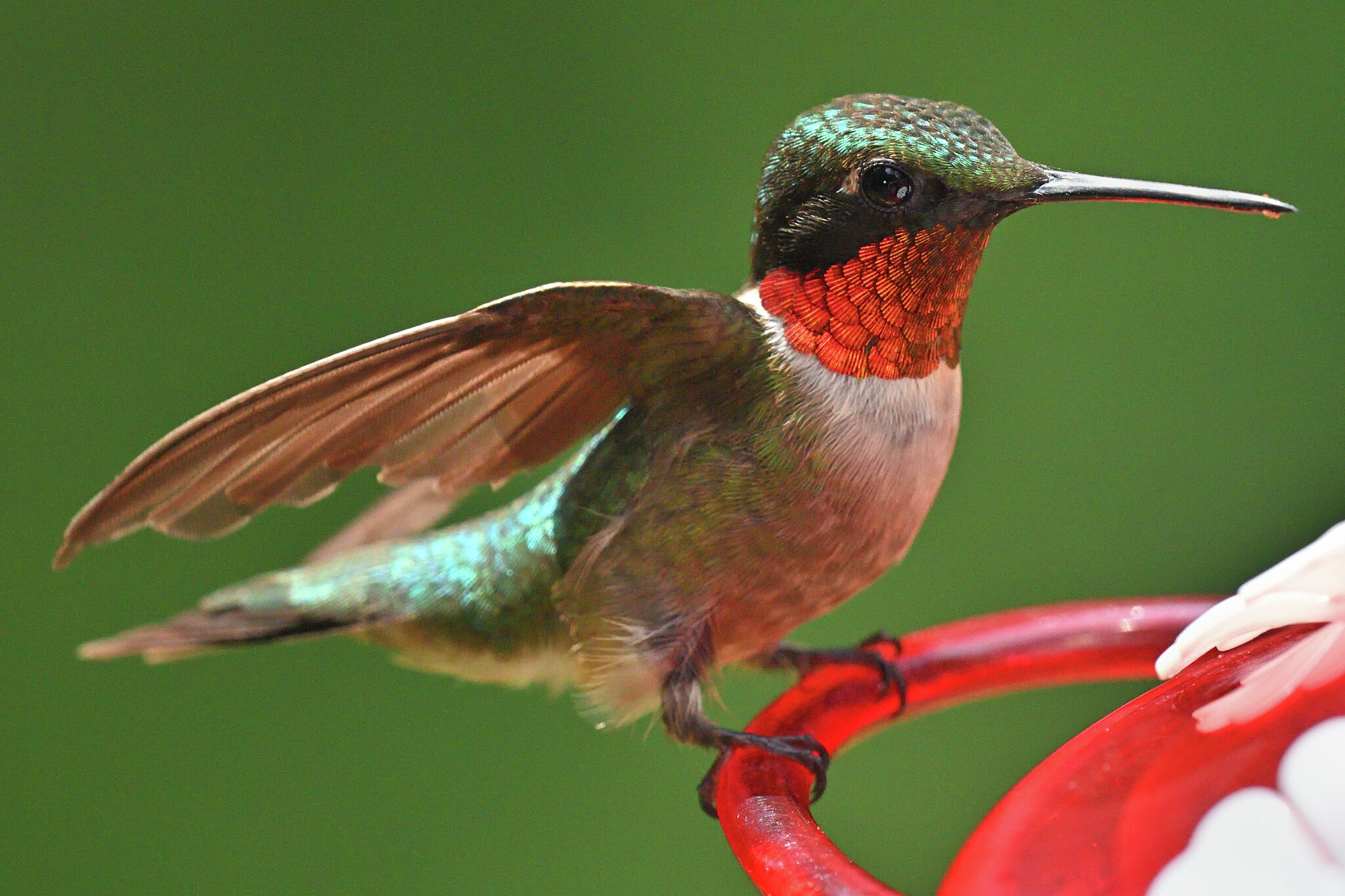 Michigan hummingbirds return as spring migration picks up