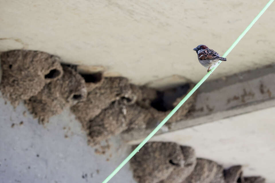 Napa Valley spring attraction: birds from Argentina nesting on bridges
