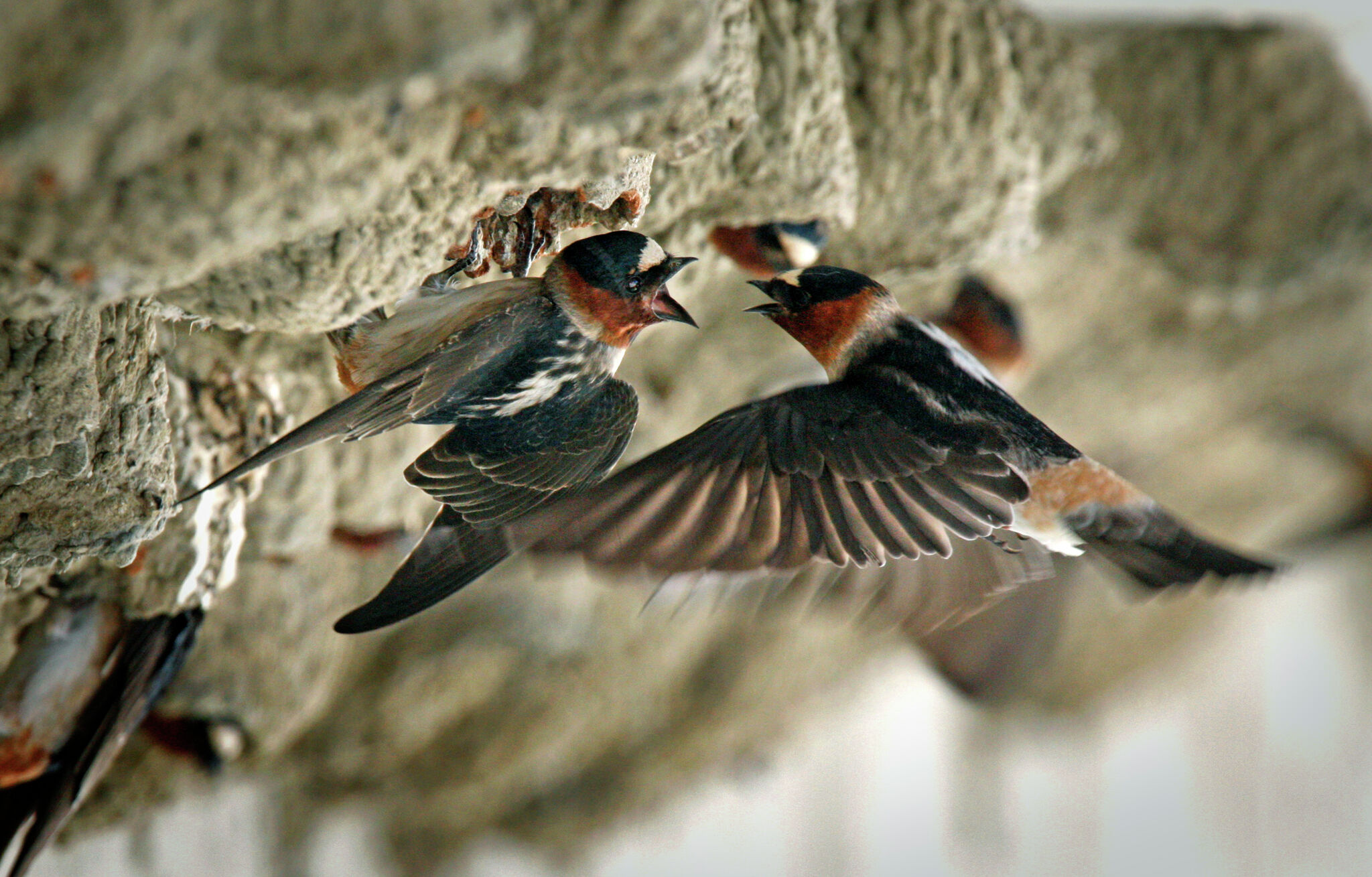 Napa Valley spring attraction: birds from Argentina nesting on bridges