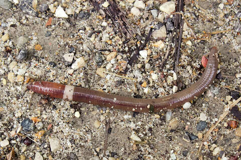 A bizarre worm with Texas history is making headlines again