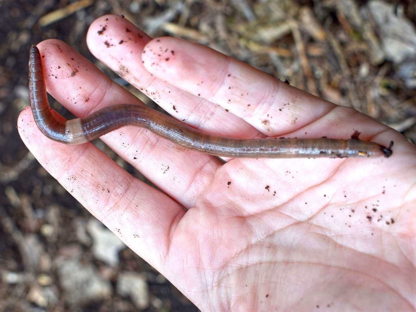 A bizarre worm with Texas history is making headlines again