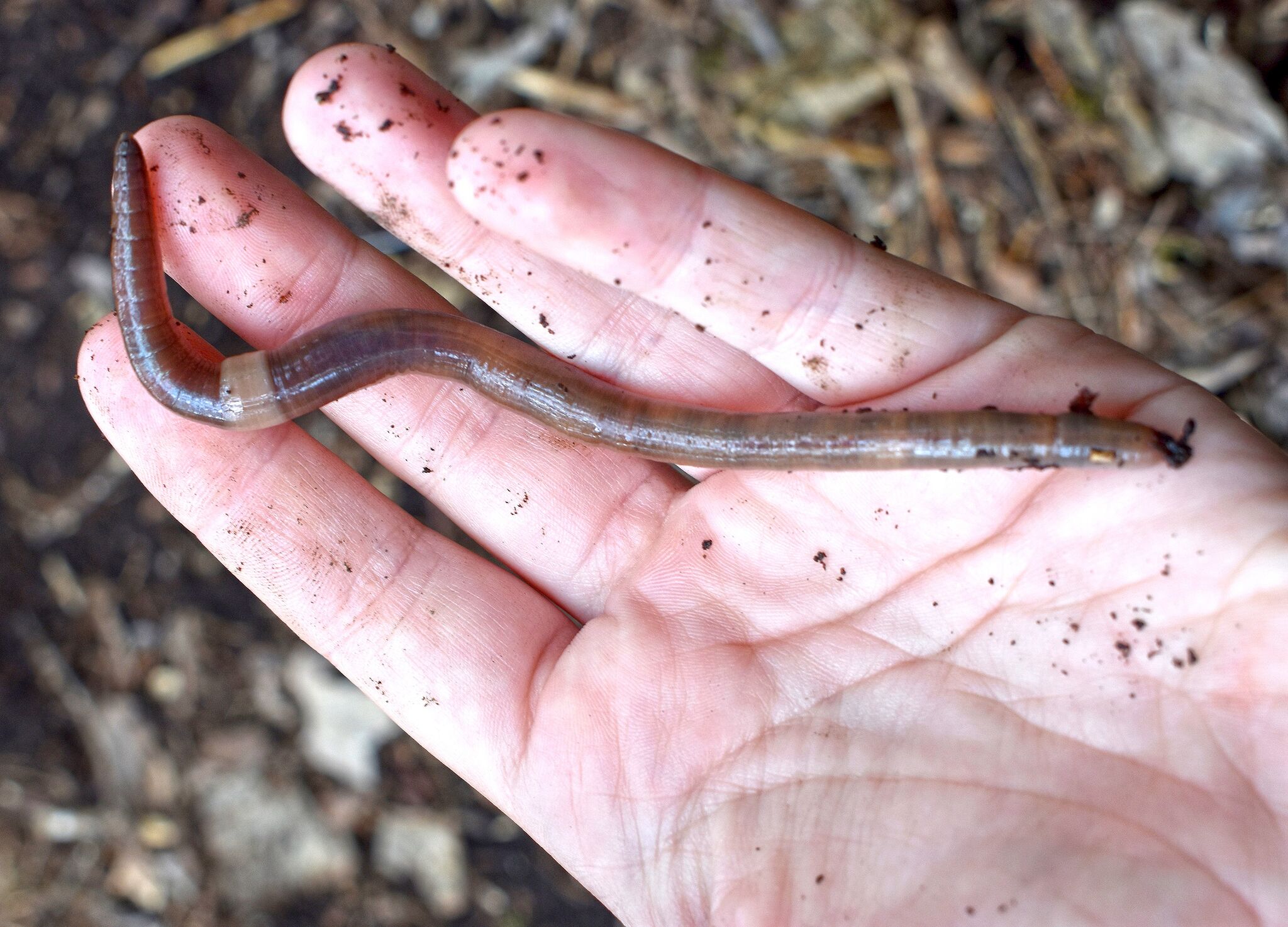 A bizarre worm with Texas history is making headlines again