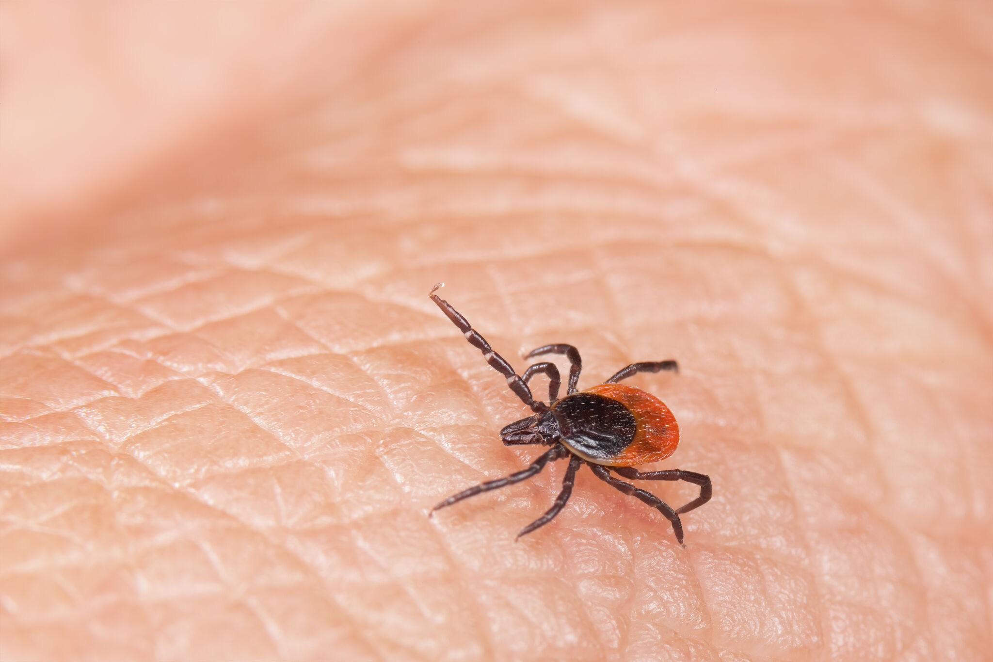 Tick bites in Midwest rise sharply, CDC data shows
