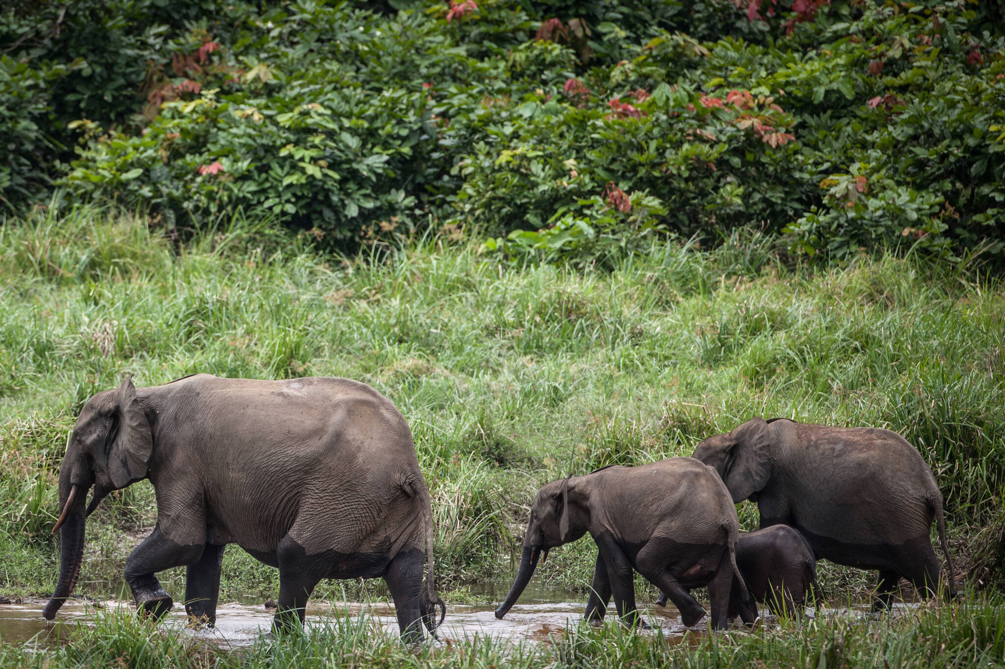Central Valley big-game hunter trampled to death by elephants
