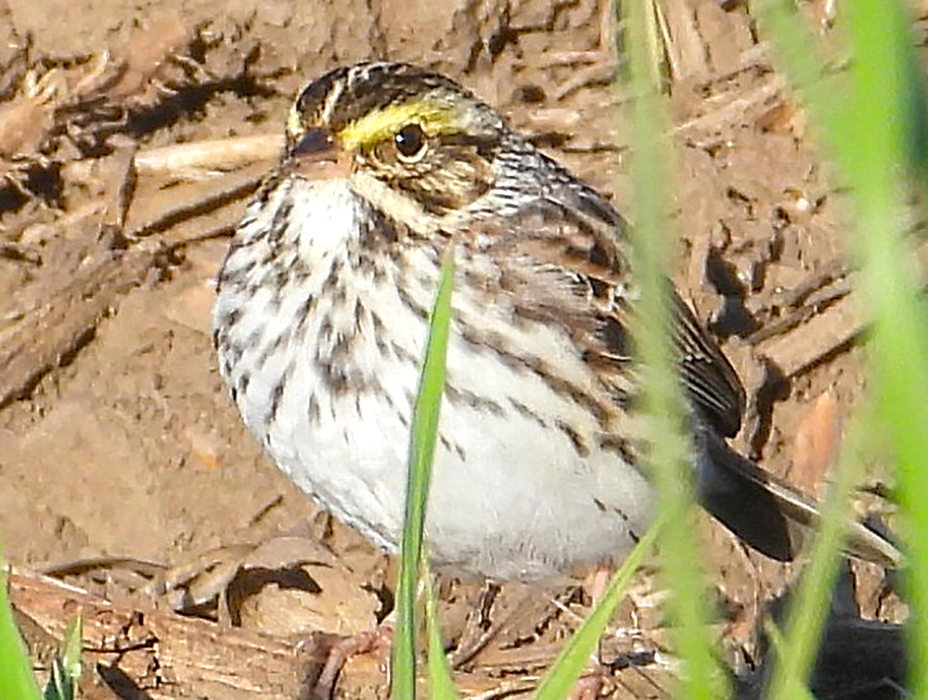 Reader photo: Beak break