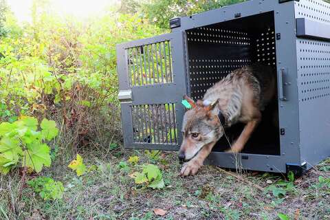 Researchers say remote Lake Superior island's wolves are thriving as ...