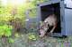 Researchers say remote Lake Superior island's wolves are thriving as ...