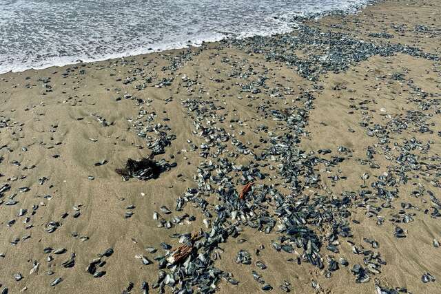 Thousands of blue sea creatures wash up on California beaches