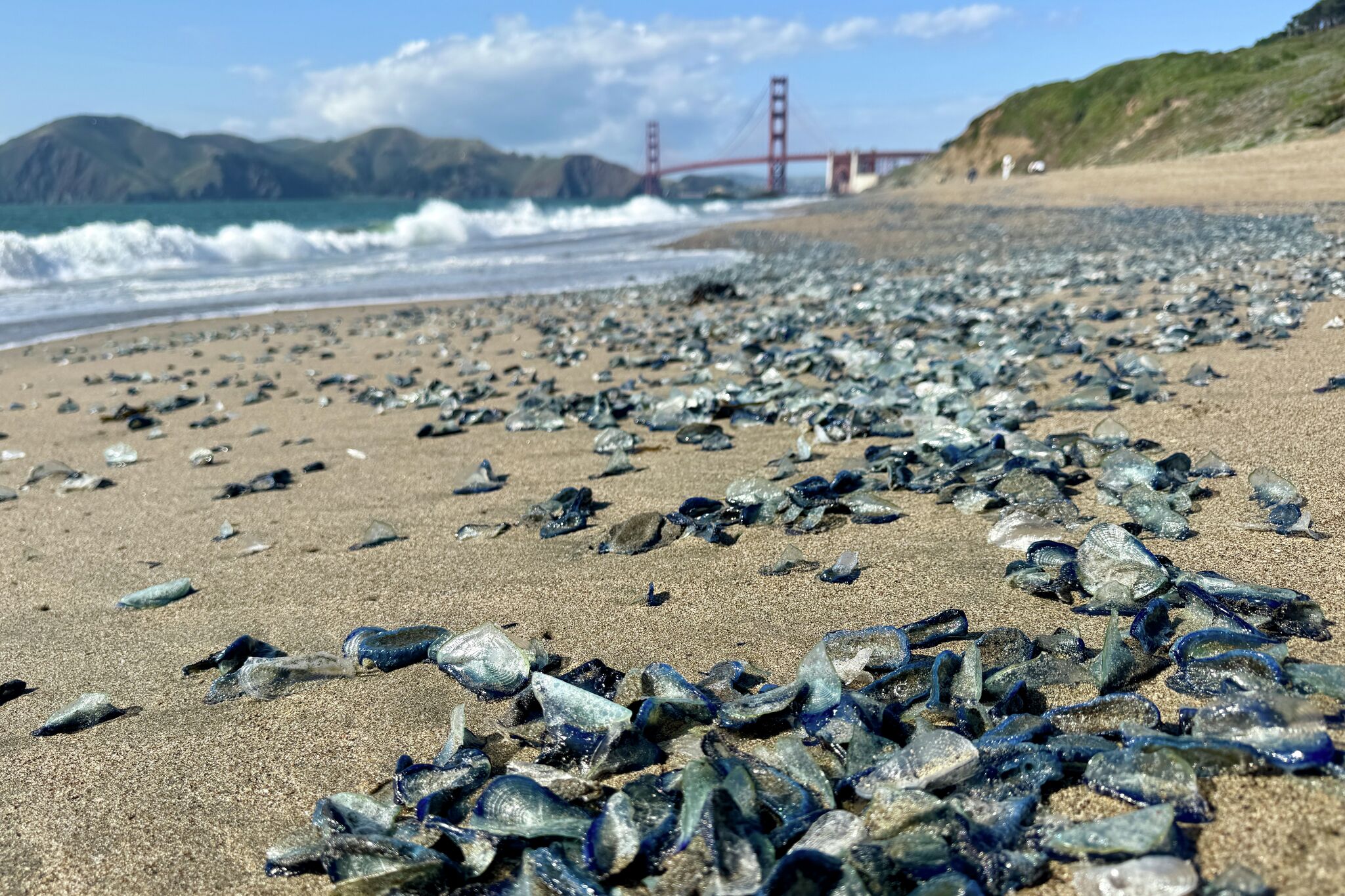 Thousands of blue sea creatures wash up on California beaches