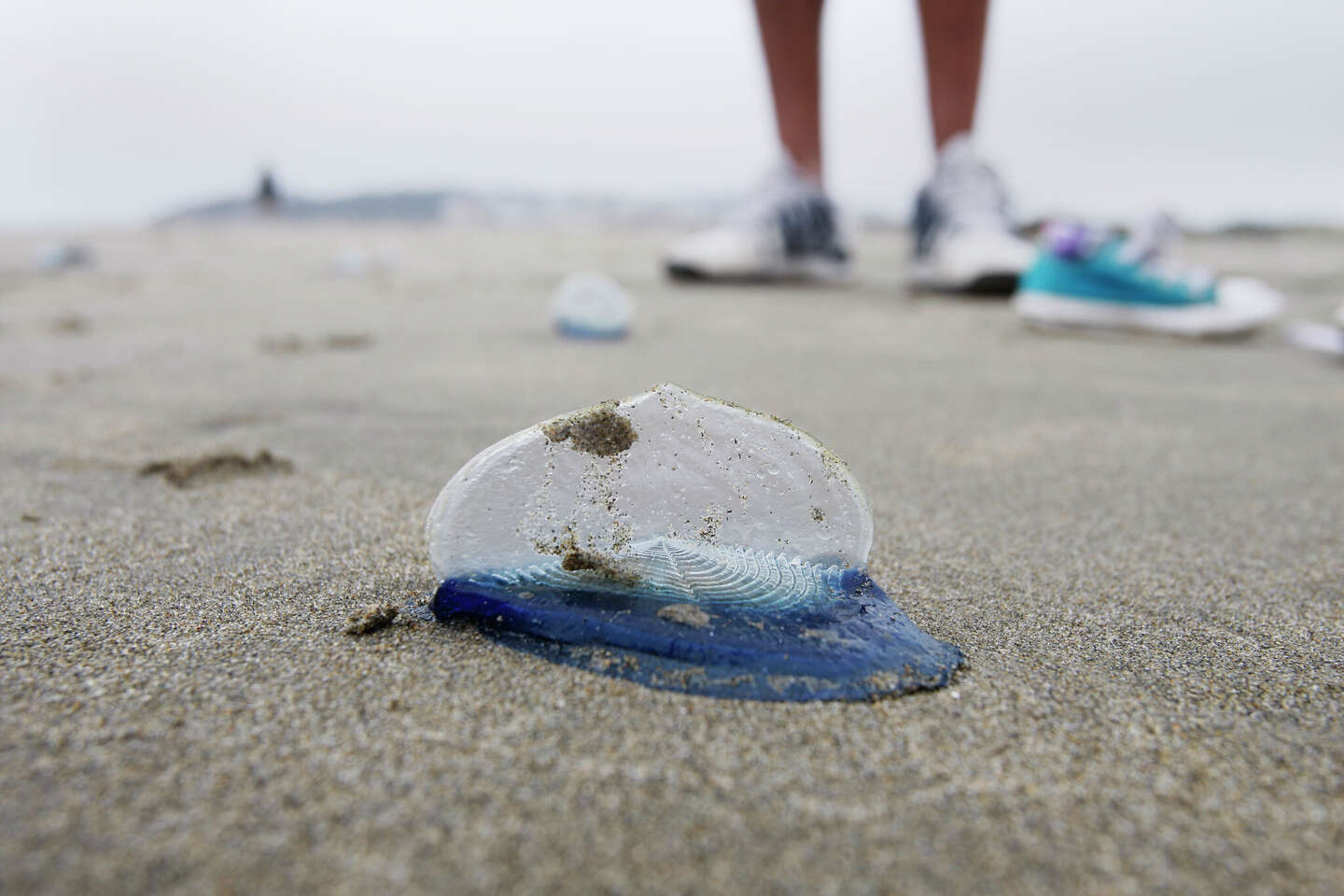 Thousands of blue sea creatures wash up on California beaches