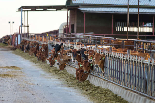 Fresno man gets prison time for $4.8M livestock feed scheme