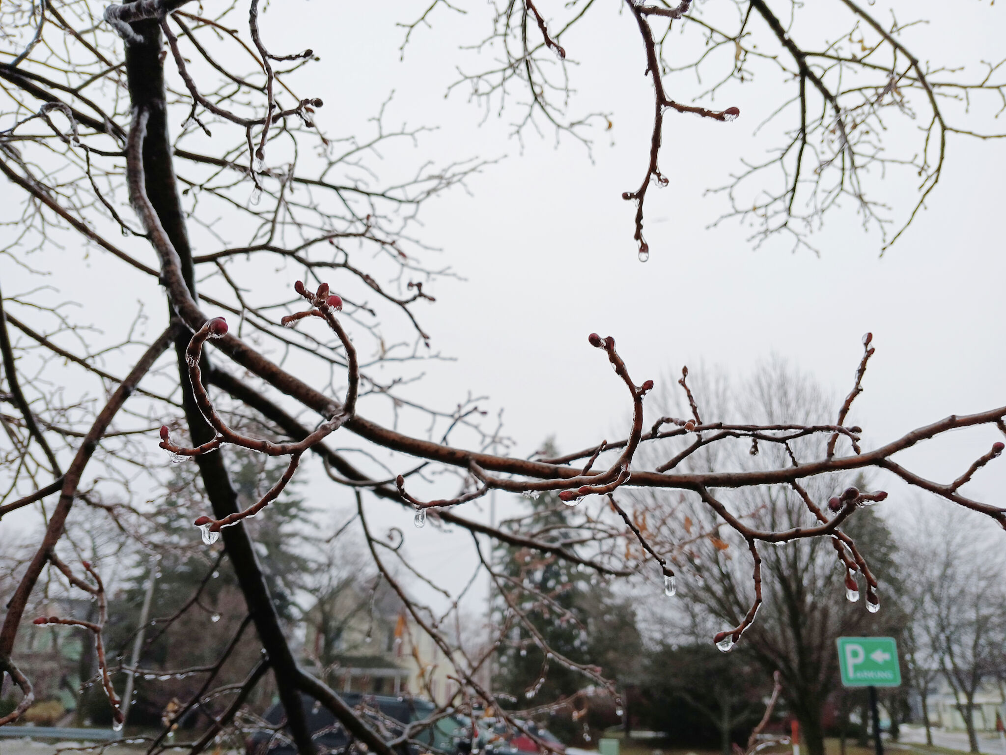 Freeze watch in effect through May 2 in 3 northern Michigan counties