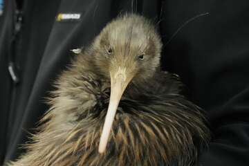 A citizen campaign returns iconic kiwi birds to New Zealand's capital ...