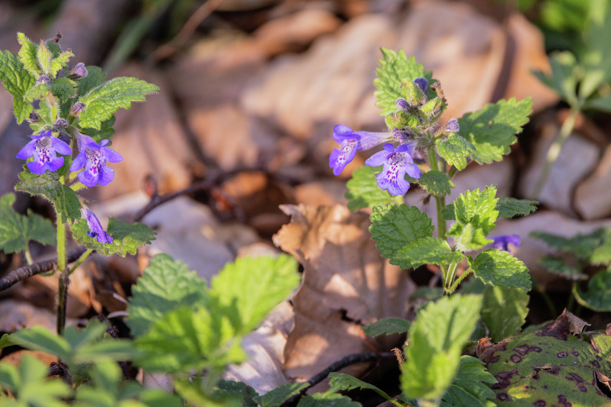 Managing creeping Charlie in home landscapes