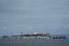 Male coyote swam 2 miles to Alcatraz Island, twice as far as biologists ...