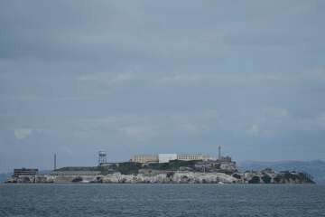 Male coyote swam 2 miles to Alcatraz Island, twice as far as biologists ...