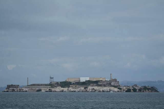 Male coyote swam 2 miles to Alcatraz Island, twice as far as biologists ...