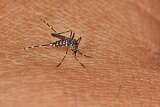 Bay Area crows test positive for virus spread by mosquitoes