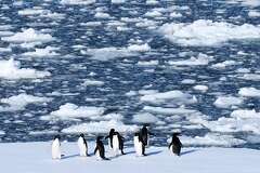 Antarctica's tourism boom raises concerns about contamination and disease