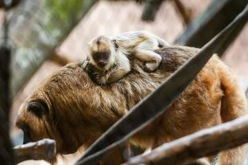 Houston Zoo names baby monkey after Astros star Jose Altuve