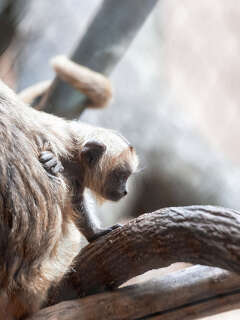 Houston Zoo names baby monkey after Astros star Jose Altuve