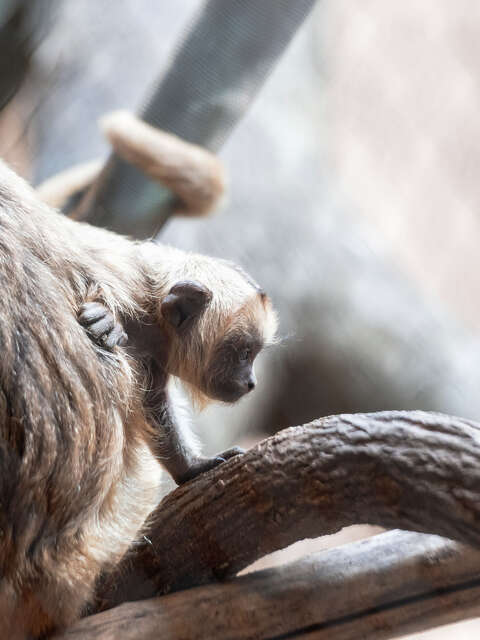 Houston Zoo names baby monkey after Astros star Jose Altuve
