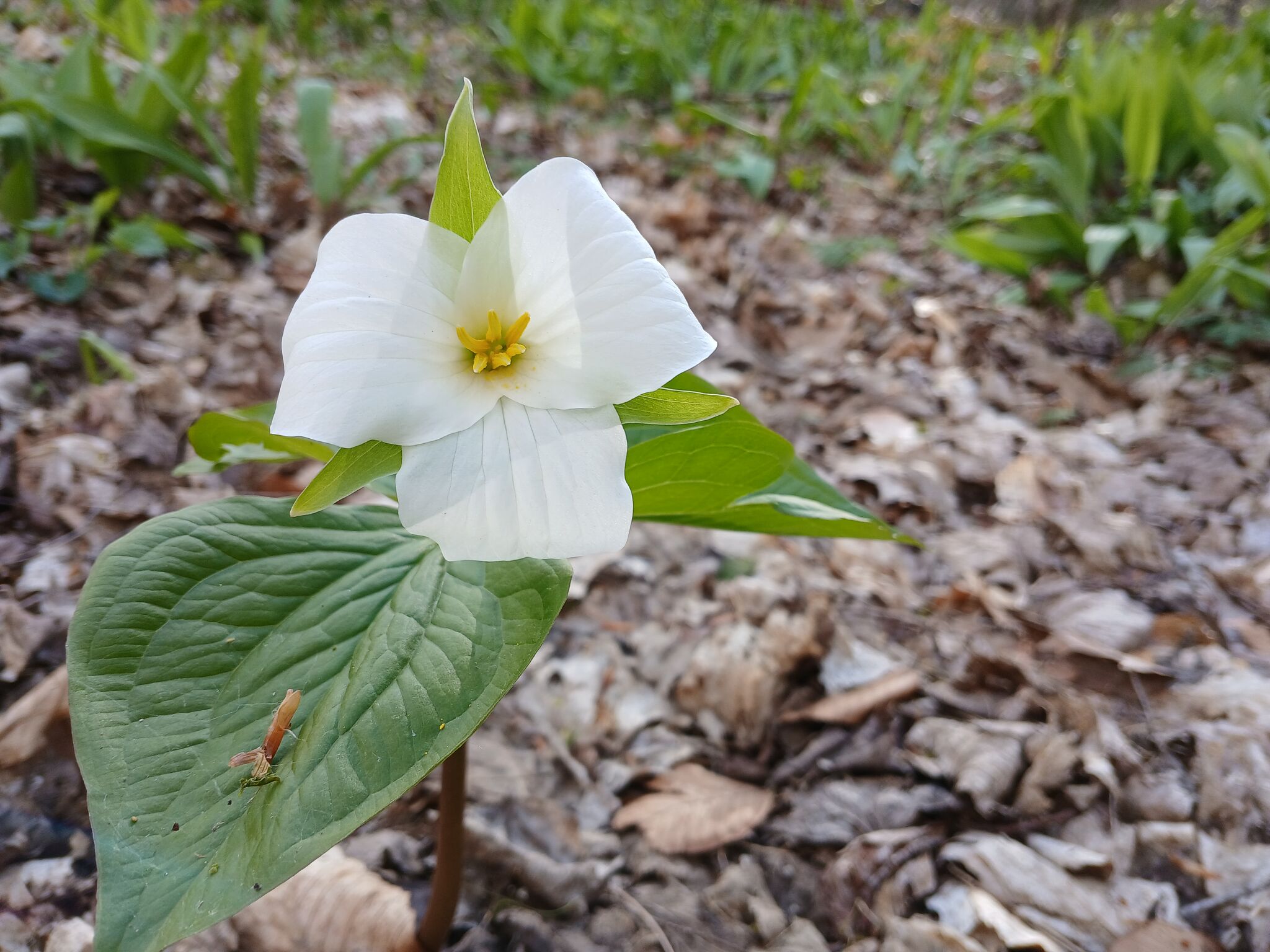 Arcadia in the spotlight: Spring flowers, birds and coastal views