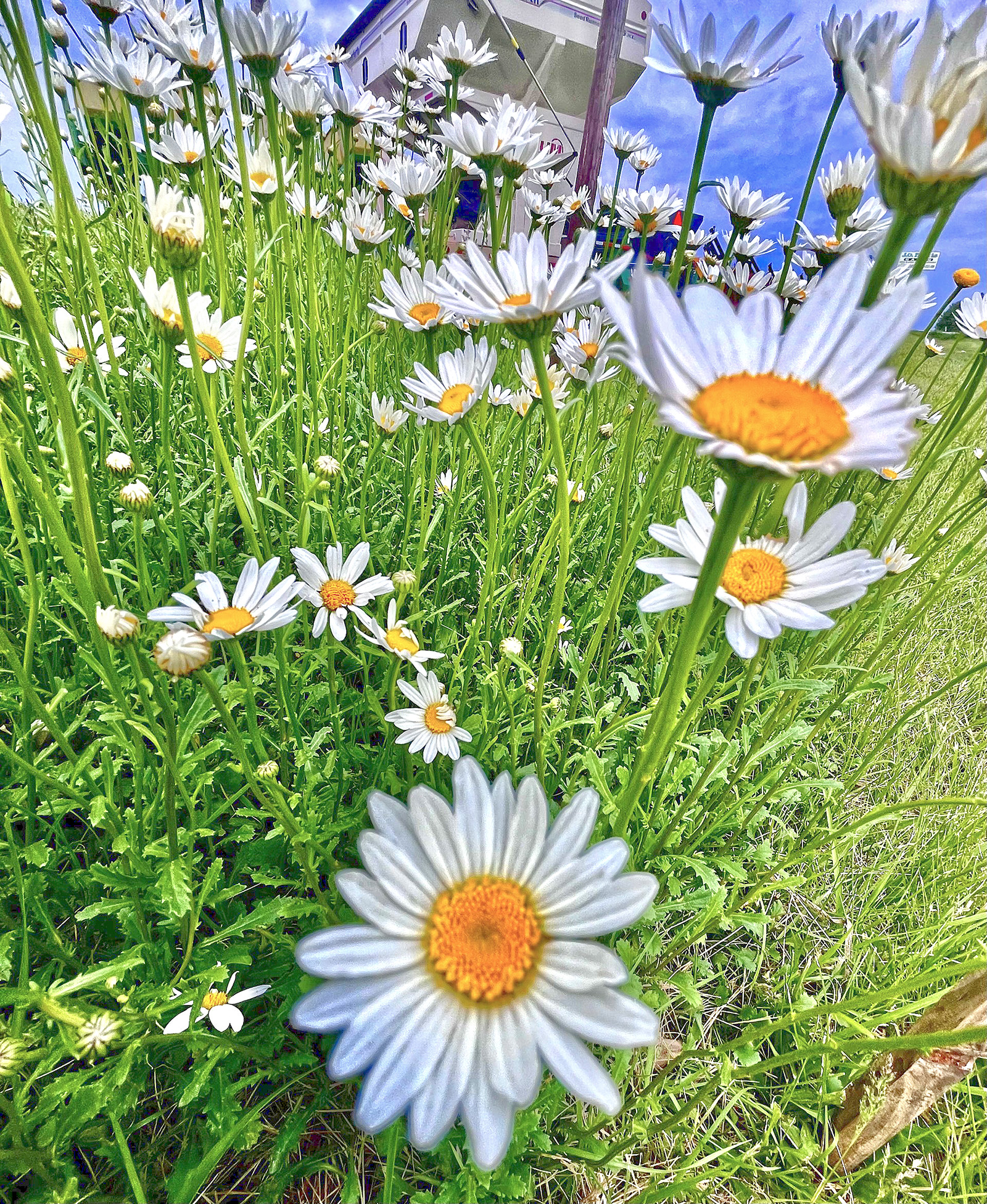 Reader photo: Pocketful of posies