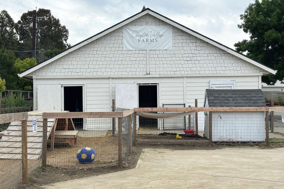 The giant cinnamon roll drawing hundreds to a Bay Area farm