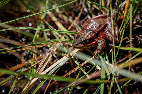 This California frog vanished from Yosemite. Now it’s back