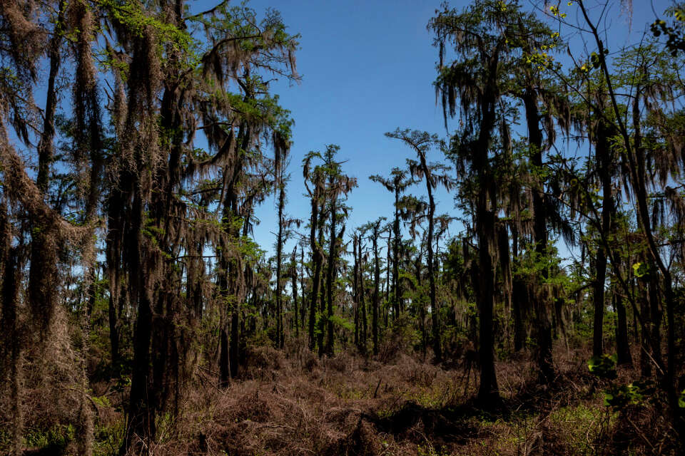Barataria Preserve was damaged by Hurricane Ida. Five years later ...