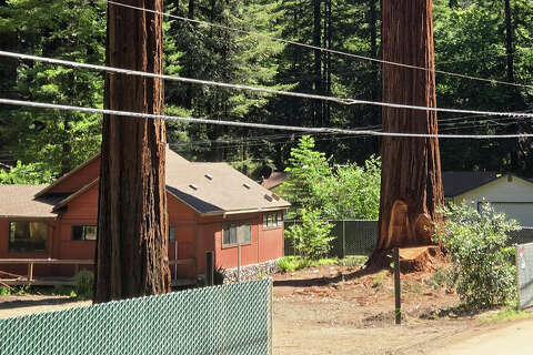 California neighbors save 350-year-old redwood at the last minute