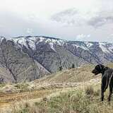 How A Dog, "Bosco", Became The Most Loved Mayor Of Sunol In The 1980S