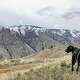 How A Dog, "Bosco", Became The Most Loved Mayor Of Sunol In The 1980S