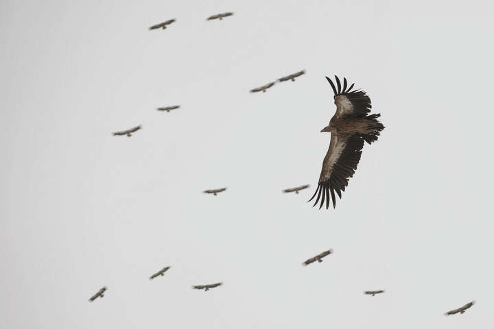 Is it illegal to kill a vulture in Texas? Laws, penalties explained